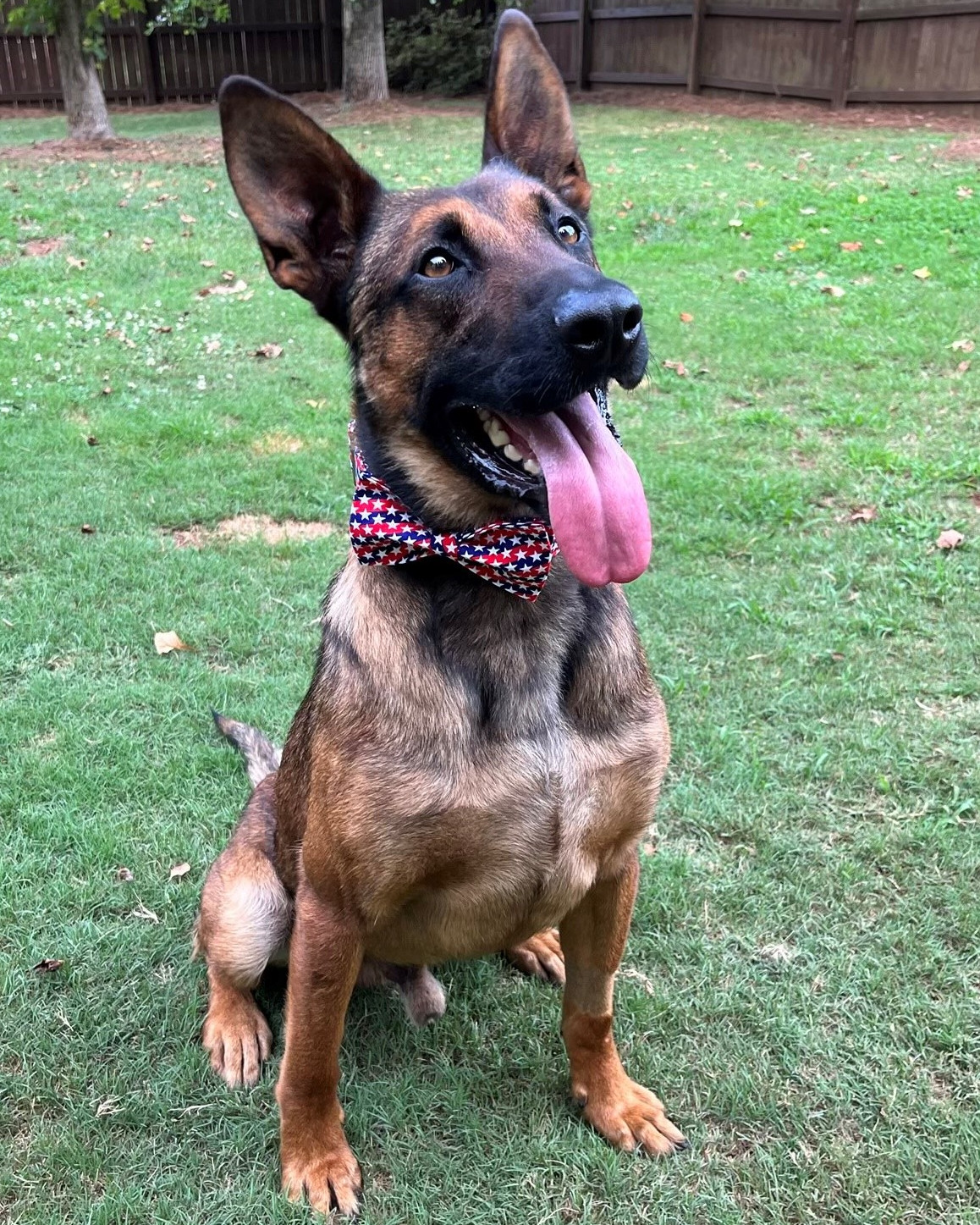 K9 Figo | Georgia Department of Public Safety